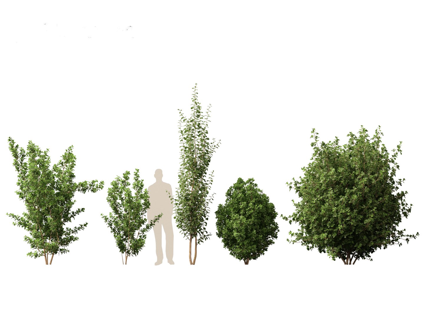 3D Rhamnus Frangula - Glossy Buckthorn - TurboSquid 2137754