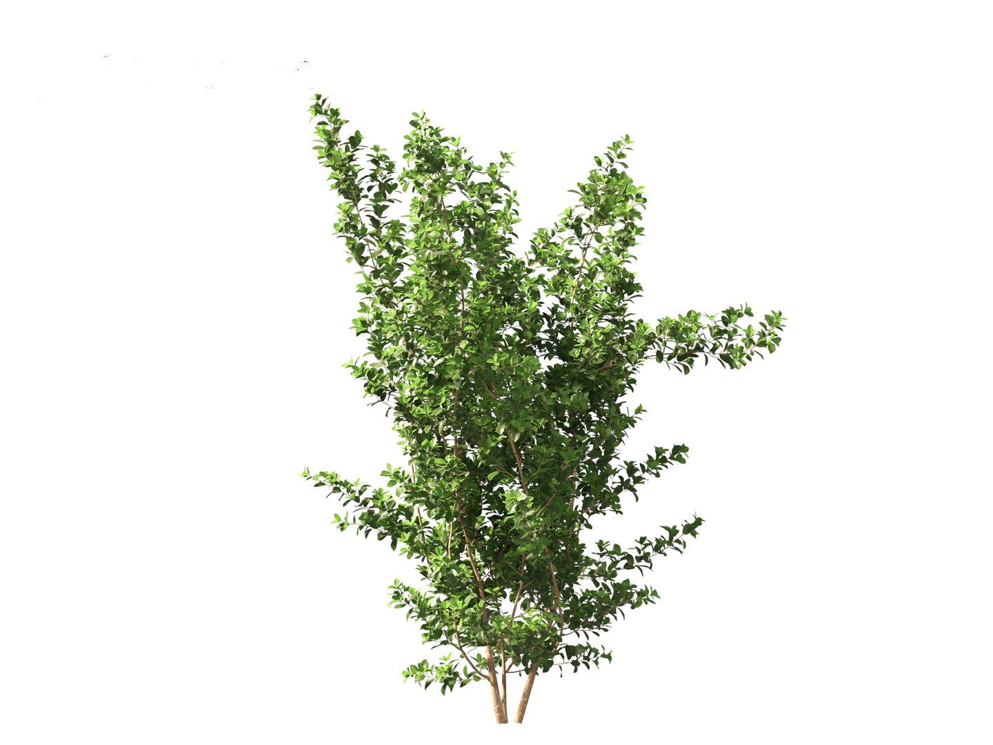 3D Rhamnus Frangula - Glossy Buckthorn - TurboSquid 2137754