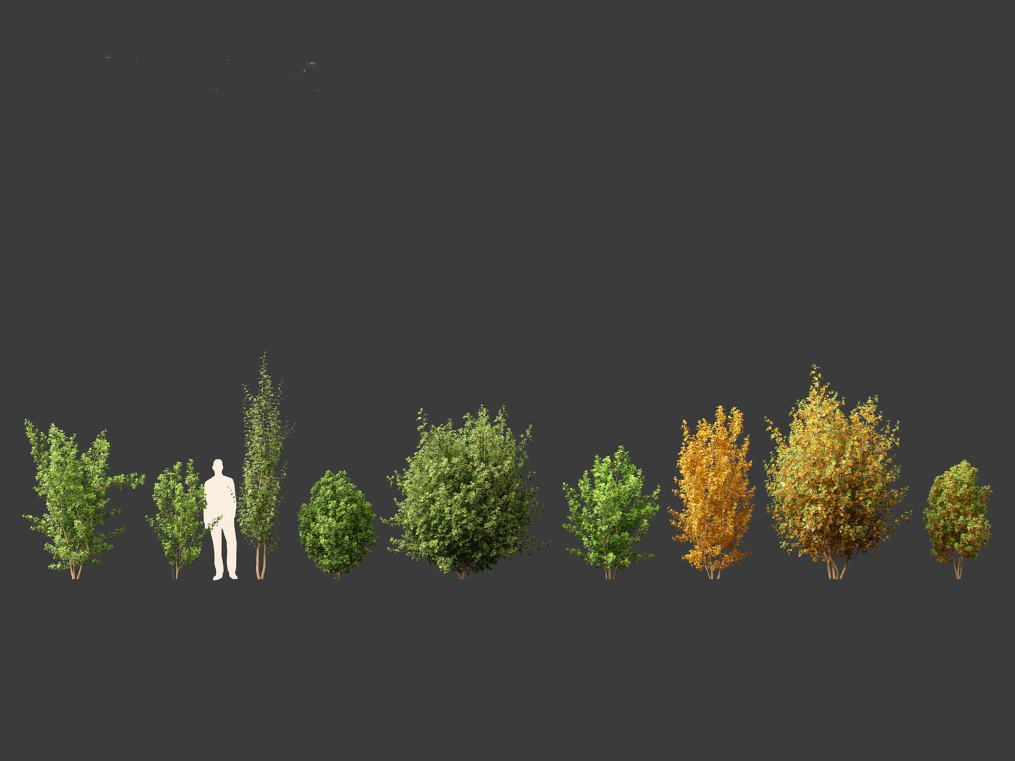 3D Rhamnus Frangula - Glossy Buckthorn - TurboSquid 2137754