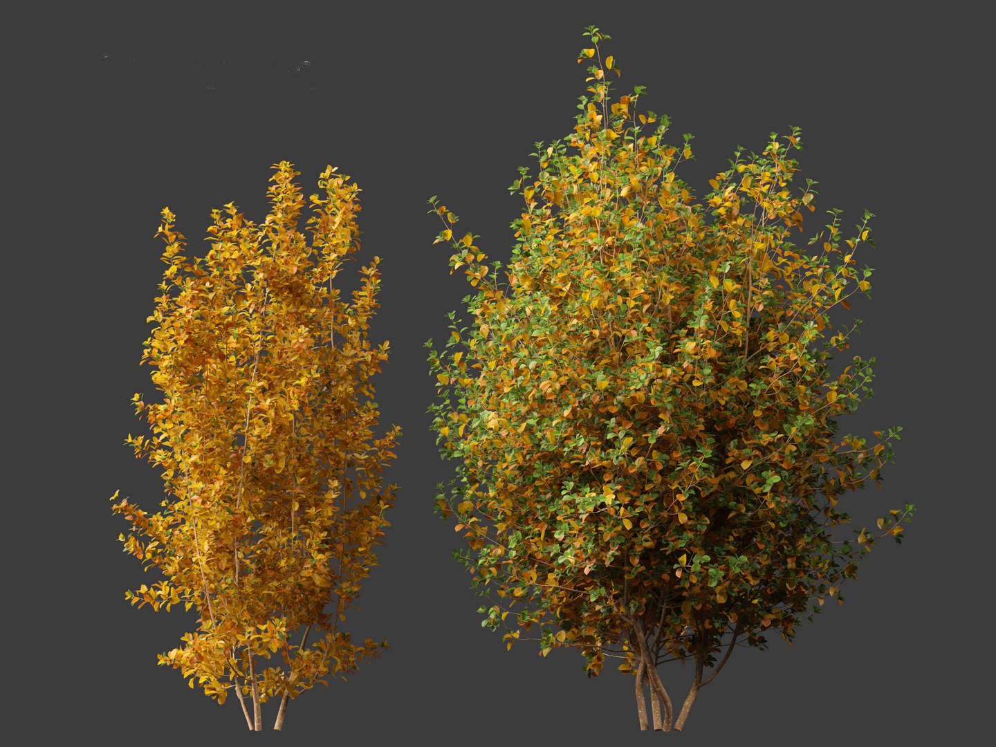 3D Rhamnus Frangula - Glossy Buckthorn - TurboSquid 2137754