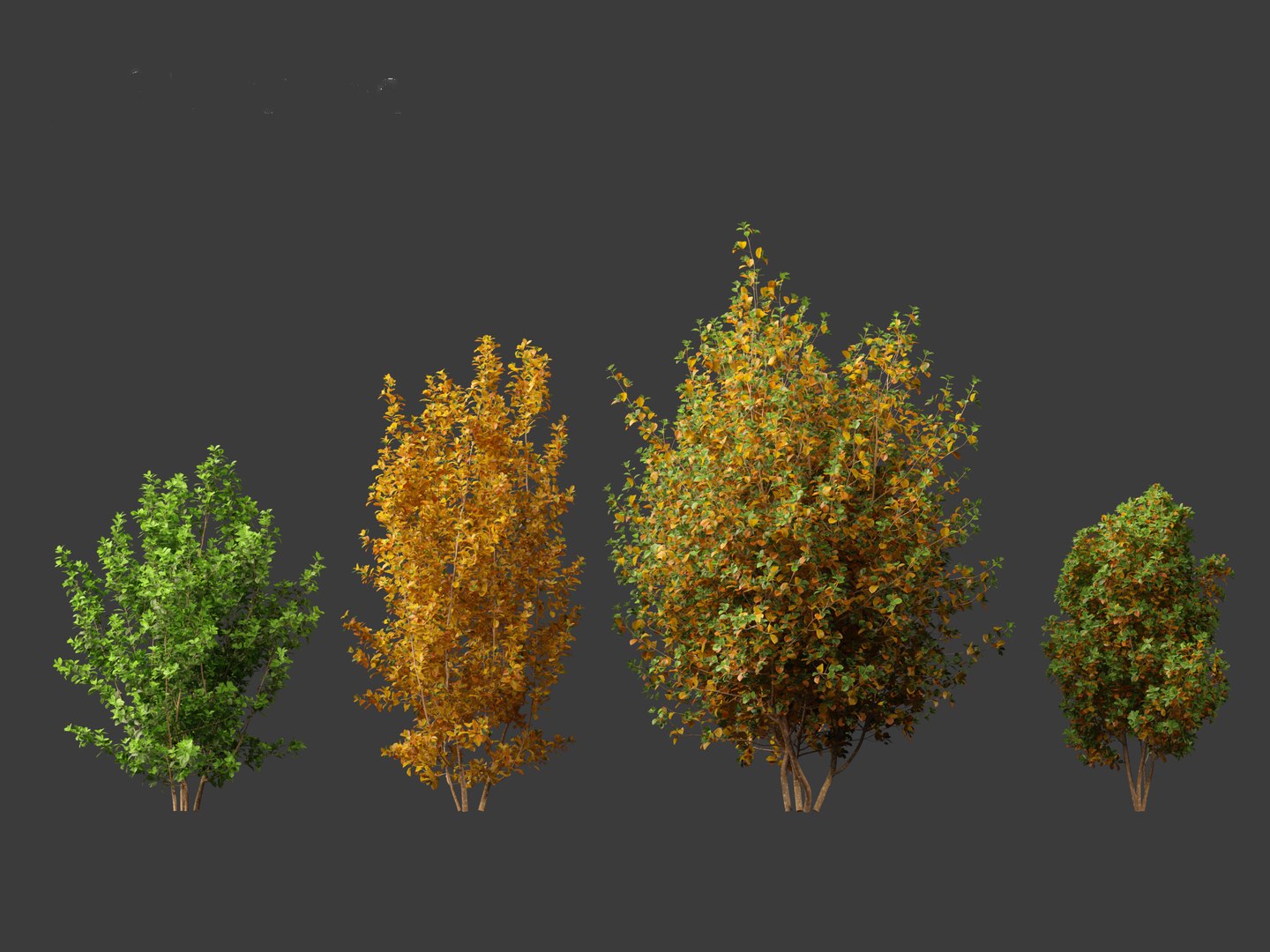 3D Rhamnus Frangula - Glossy Buckthorn - TurboSquid 2137754