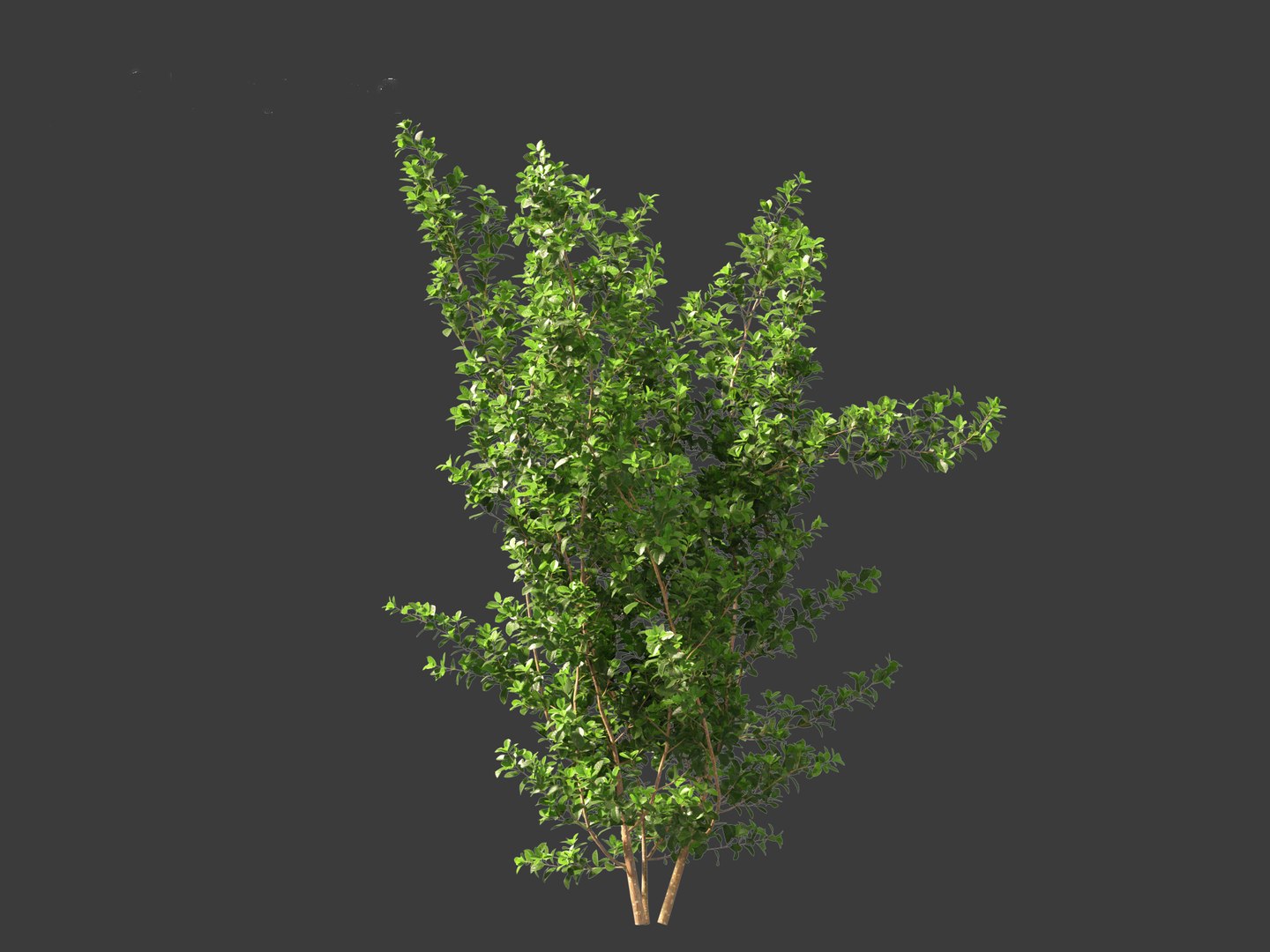 3D Rhamnus Frangula - Glossy Buckthorn - TurboSquid 2137754