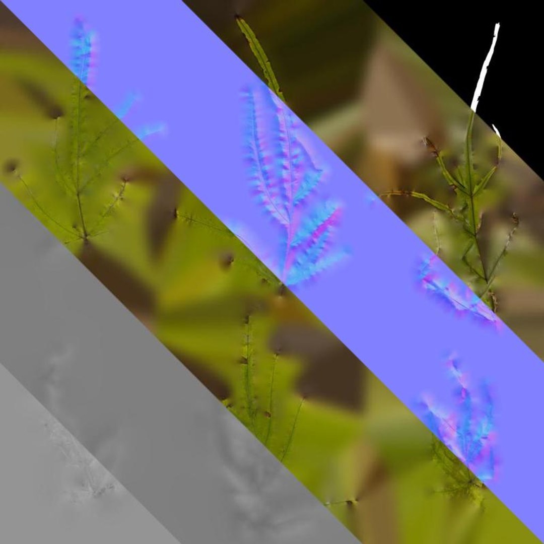 Anydrafts Pteris Ensiformis Atlas 02 Textures 3D Model - TurboSquid 2351114