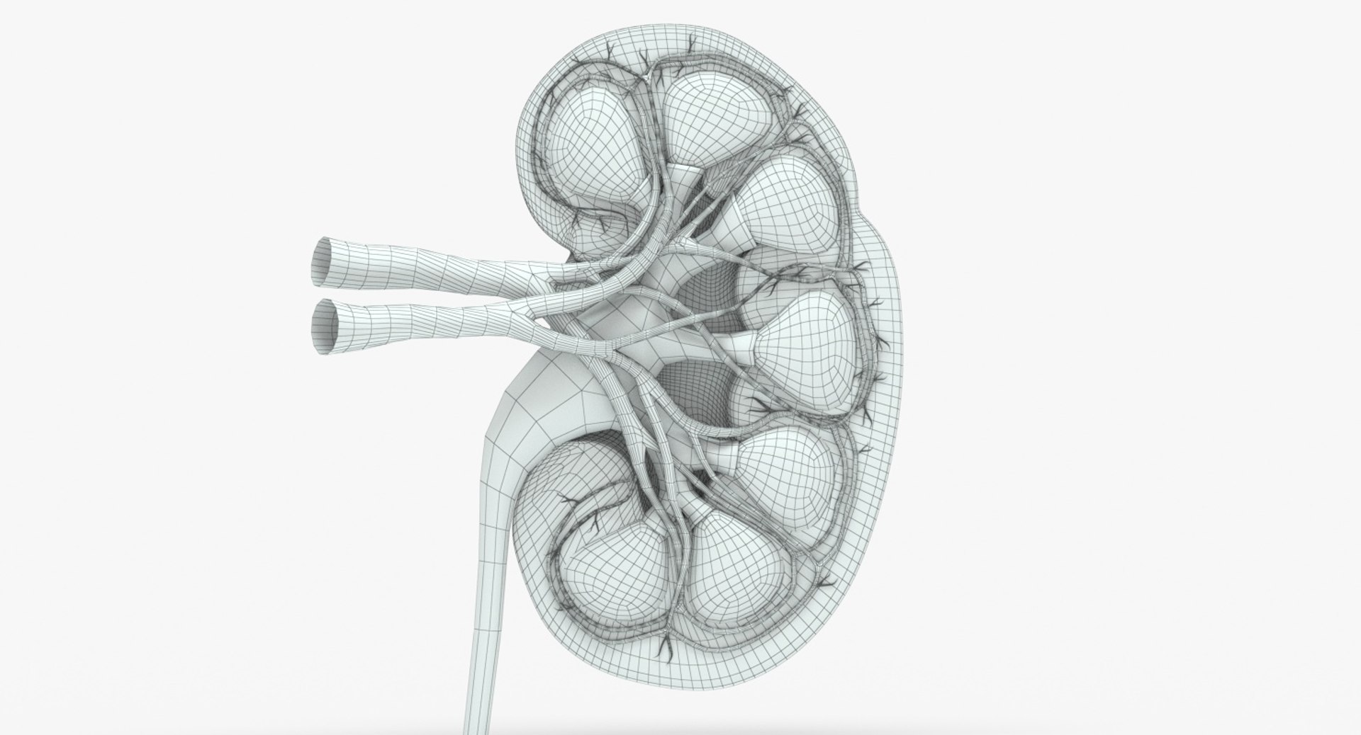Kidney Anatomy 3D - TurboSquid 1348650