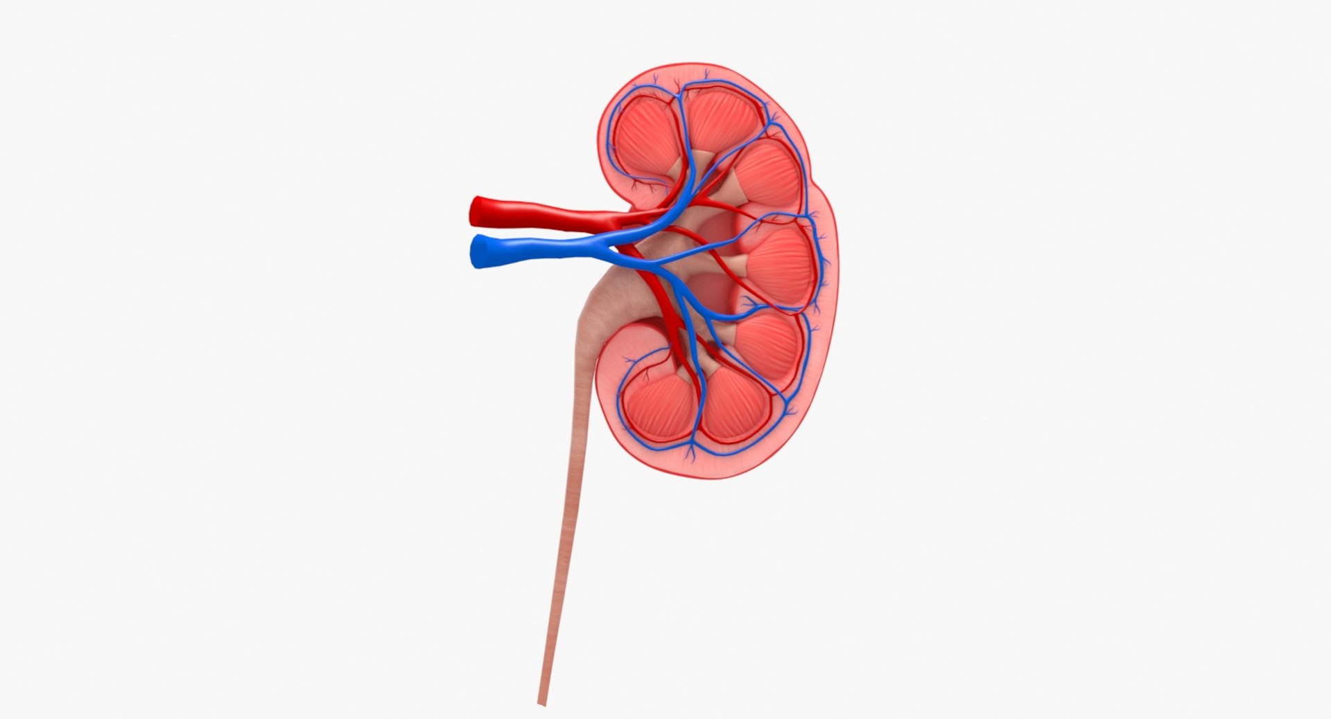 Kidney Anatomy 3D - TurboSquid 1348650