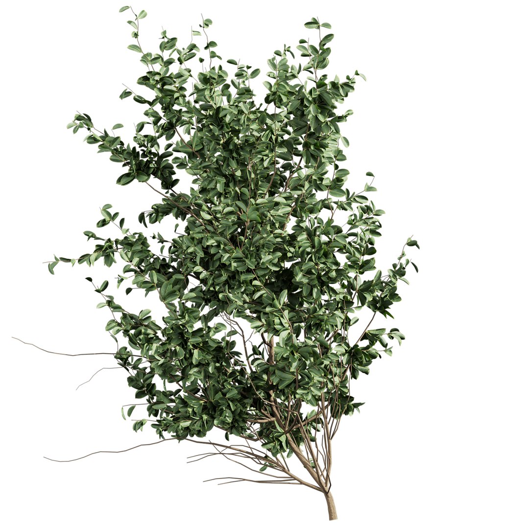 Collection Plant Vol 597 - Hakea - Petiolaris - Tree - 3Ds Max - Cinema ...