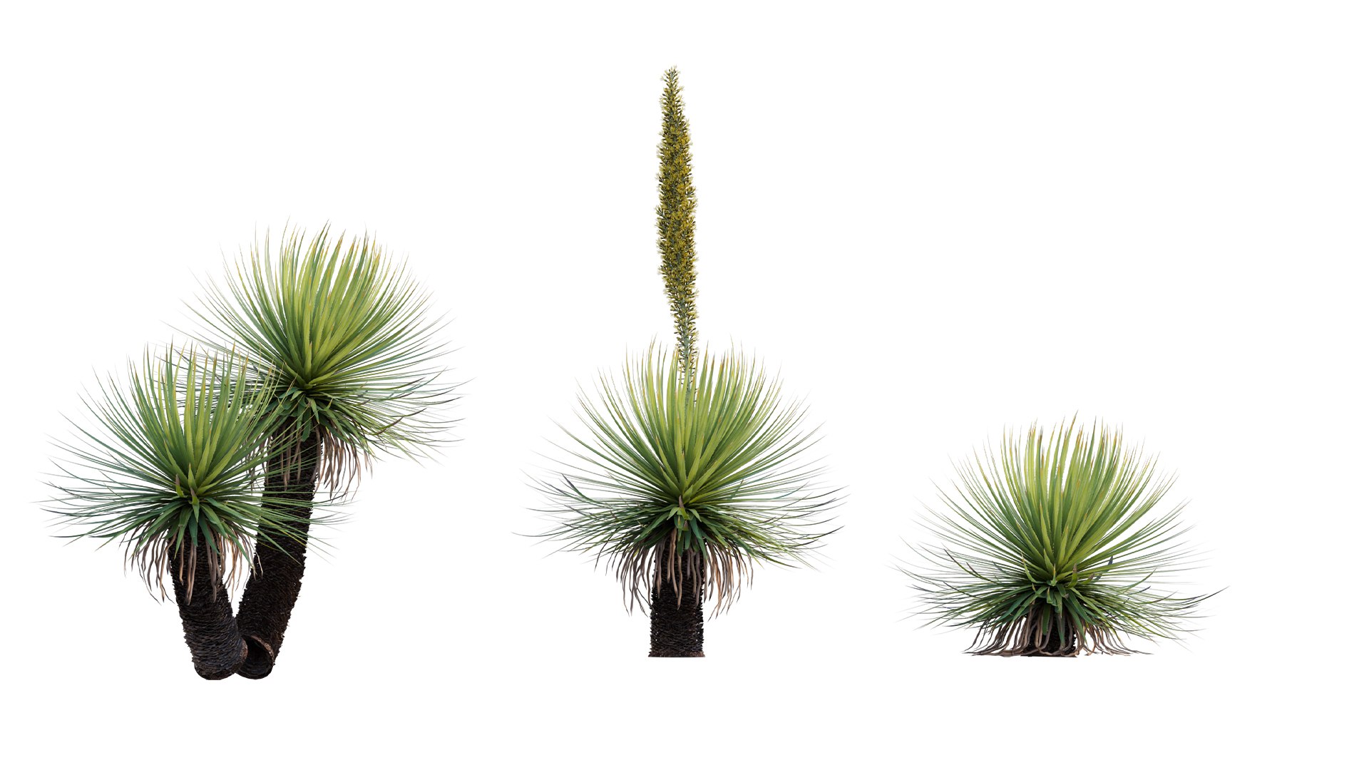 3D Dasylirion Serratifolium - Desert Spoon - TurboSquid 2284154