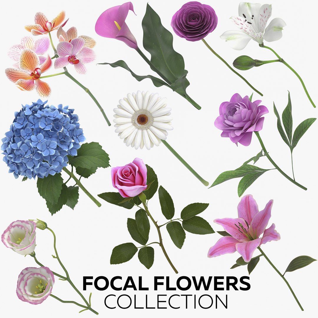 Focal flowers - 73 model - TurboSquid 1448484