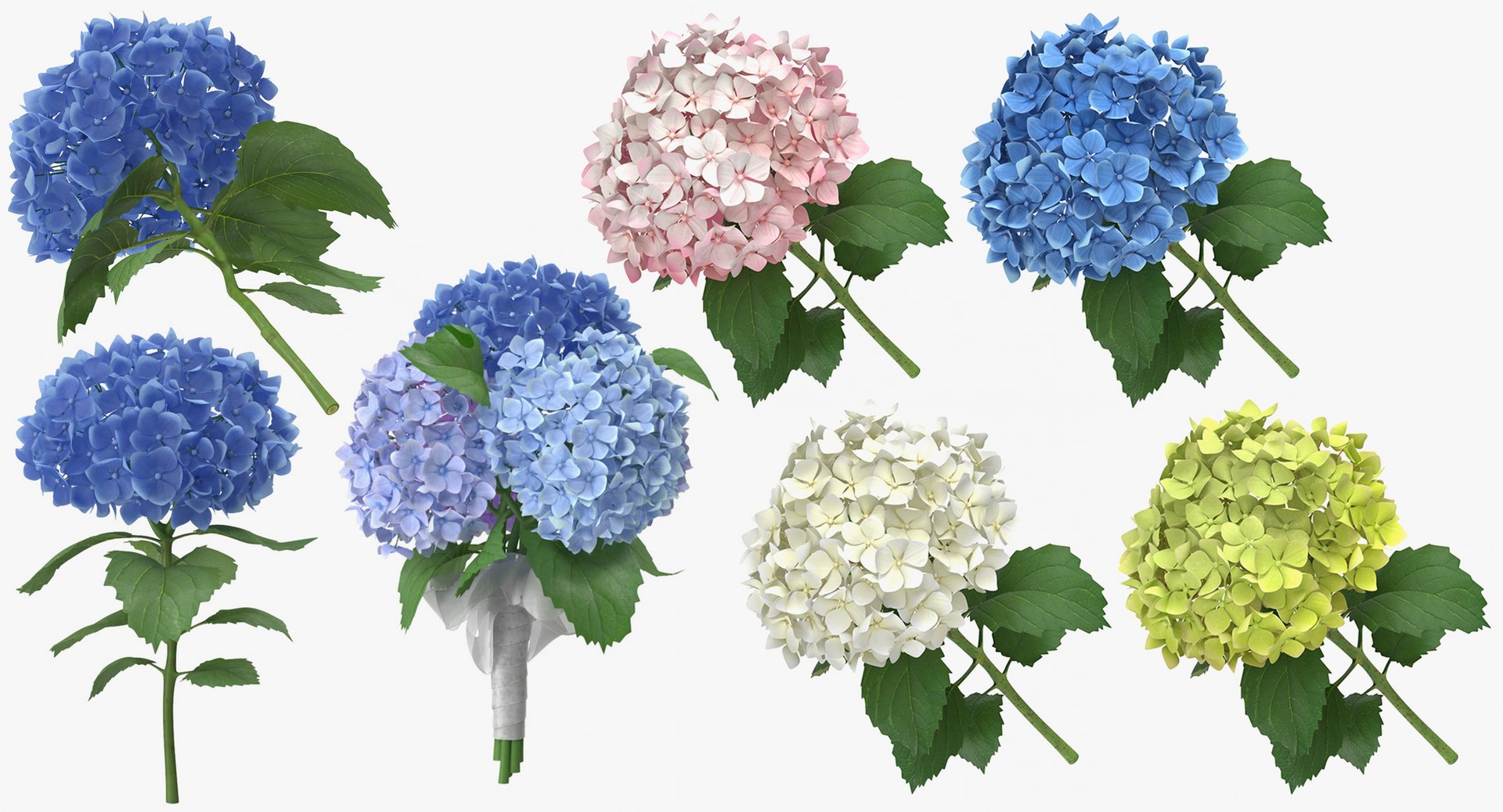 Focal flowers - 73 model - TurboSquid 1448484