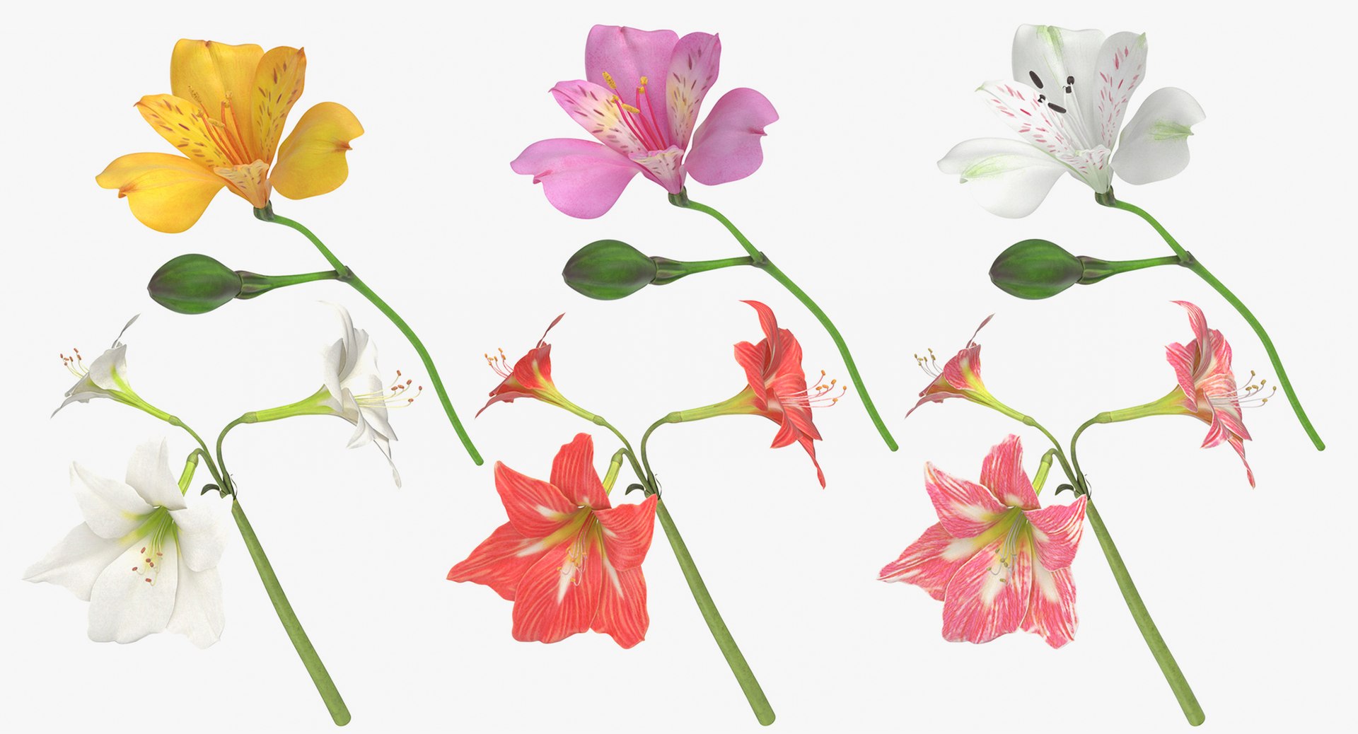 Focal flowers - 73 model - TurboSquid 1448484