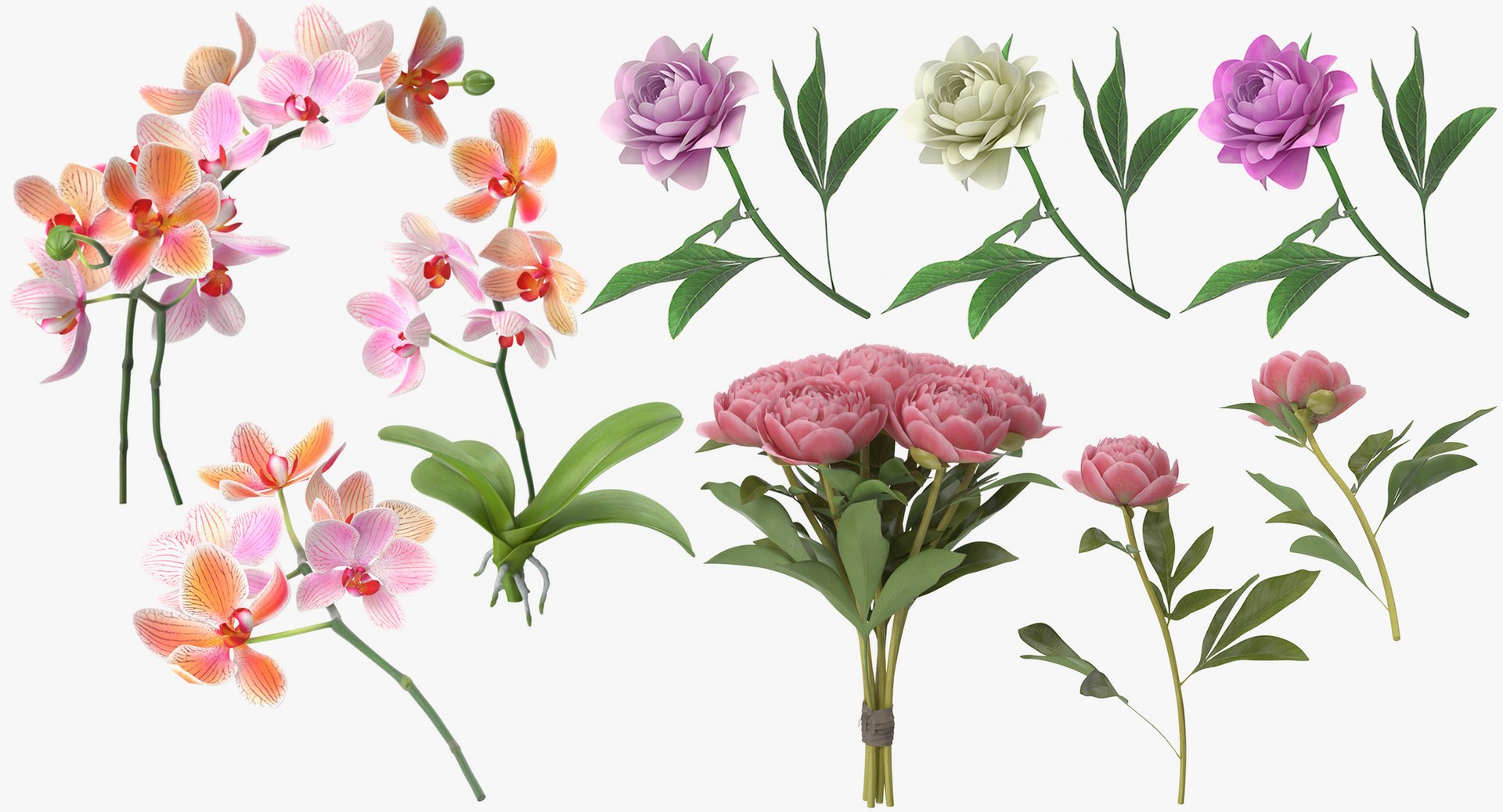 Focal flowers - 73 model - TurboSquid 1448484