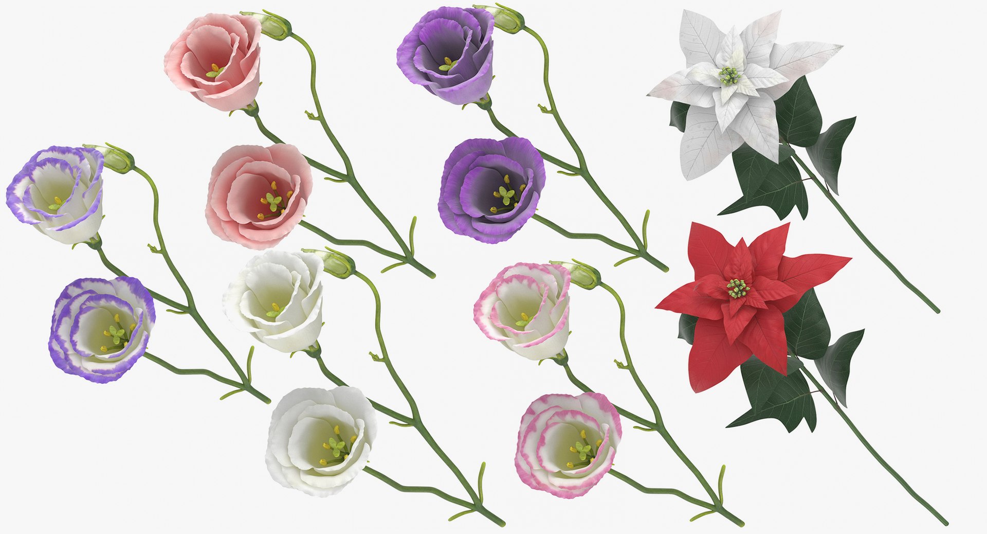 Focal flowers - 73 model - TurboSquid 1448484