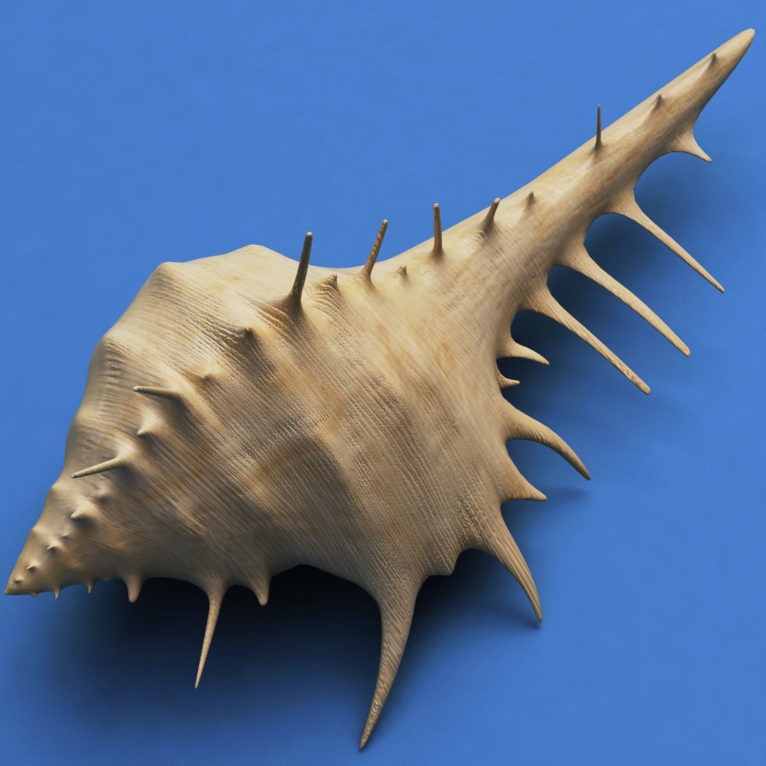 3d Murex Venus Comb Seashell