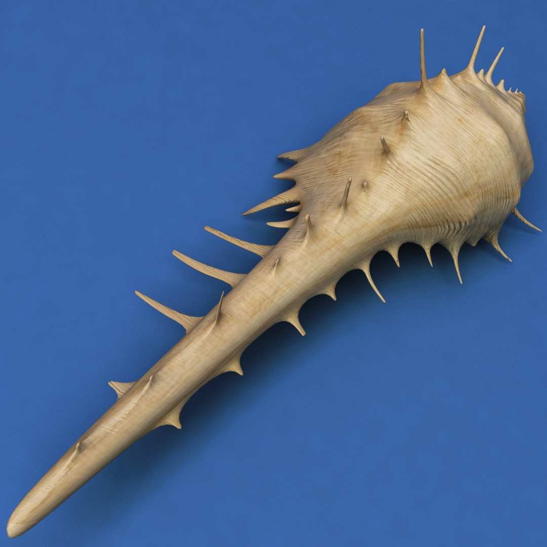 3d Murex Venus Comb Seashell