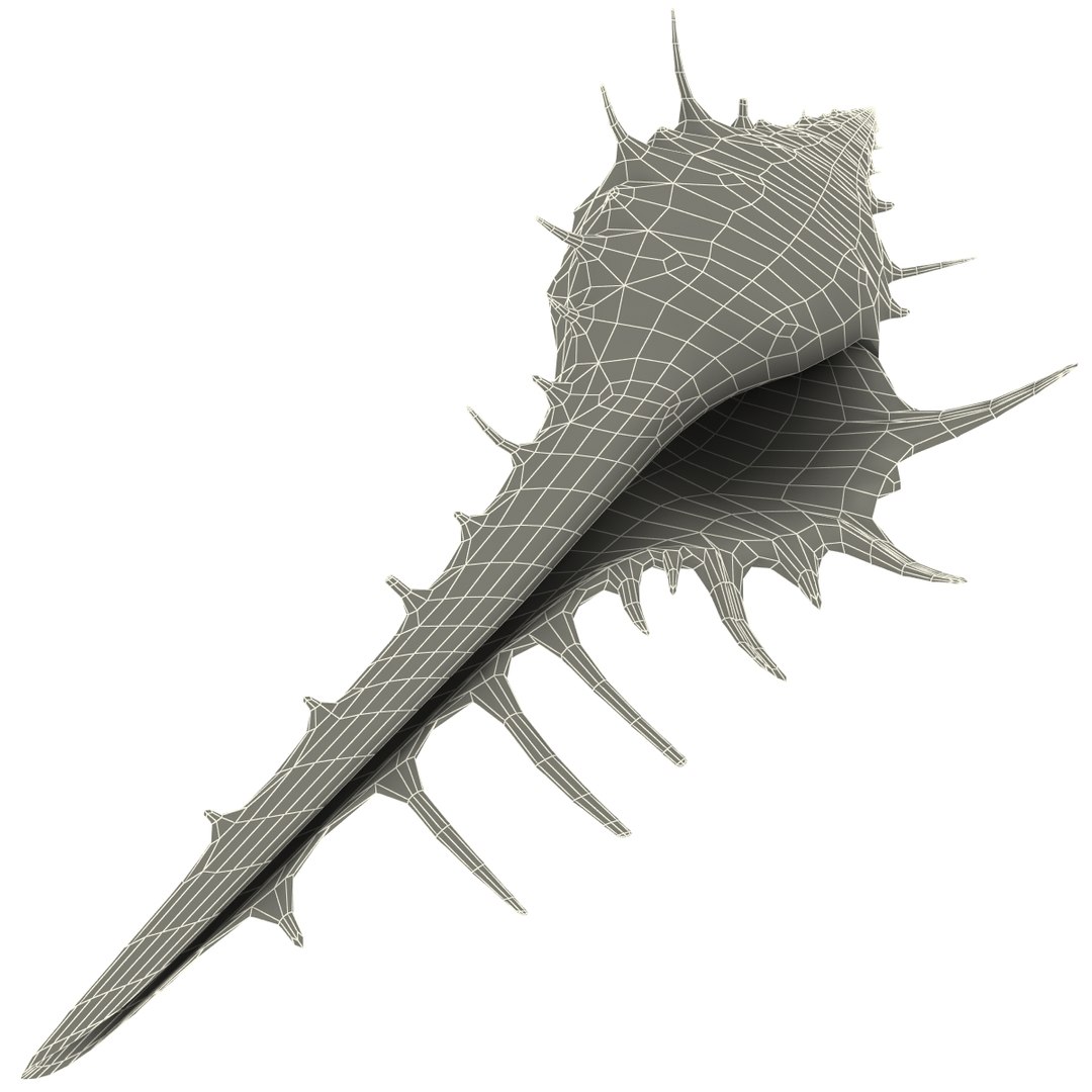 3d Murex Venus Comb Seashell