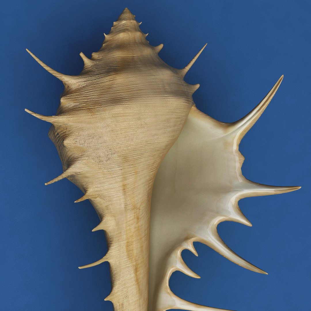 3d Murex Venus Comb Seashell