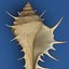 3d Murex Venus Comb Seashell