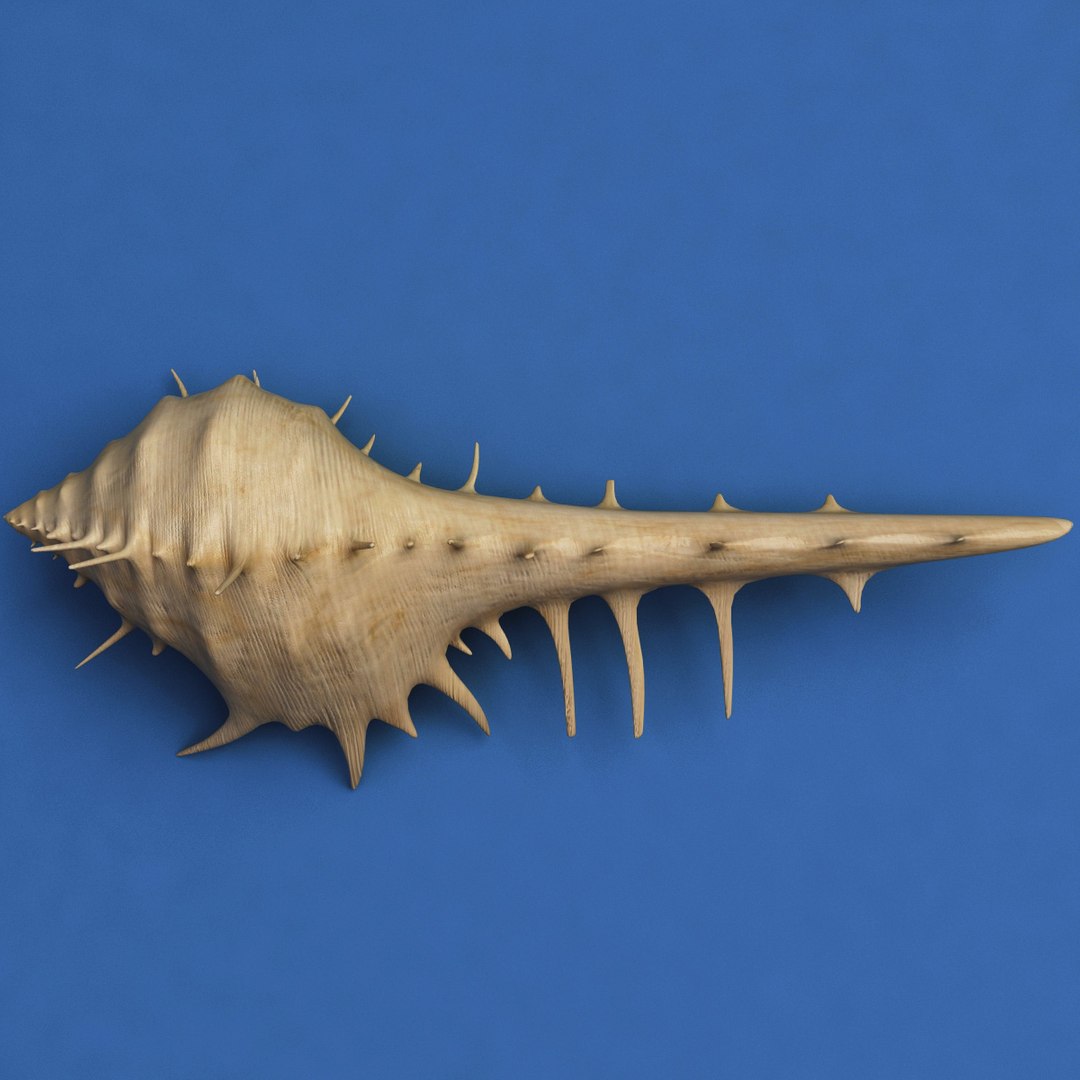 3d Murex Venus Comb Seashell
