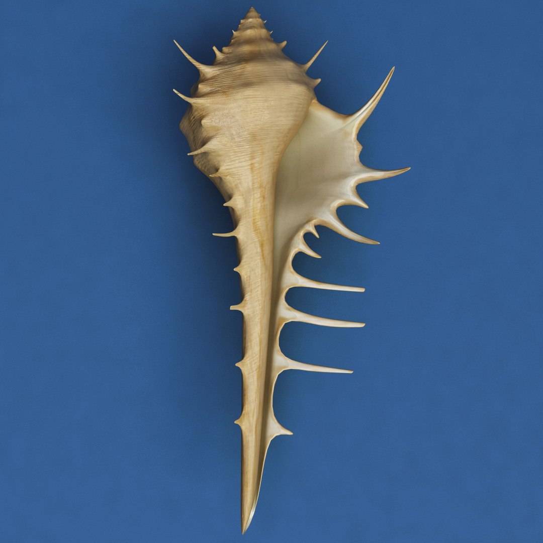 3d Murex Venus Comb Seashell