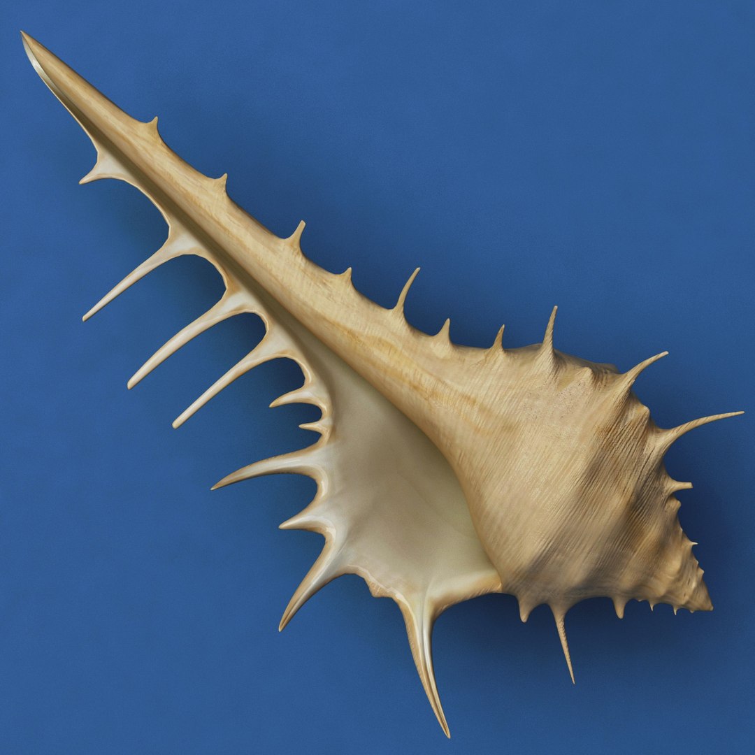 3d Murex Venus Comb Seashell