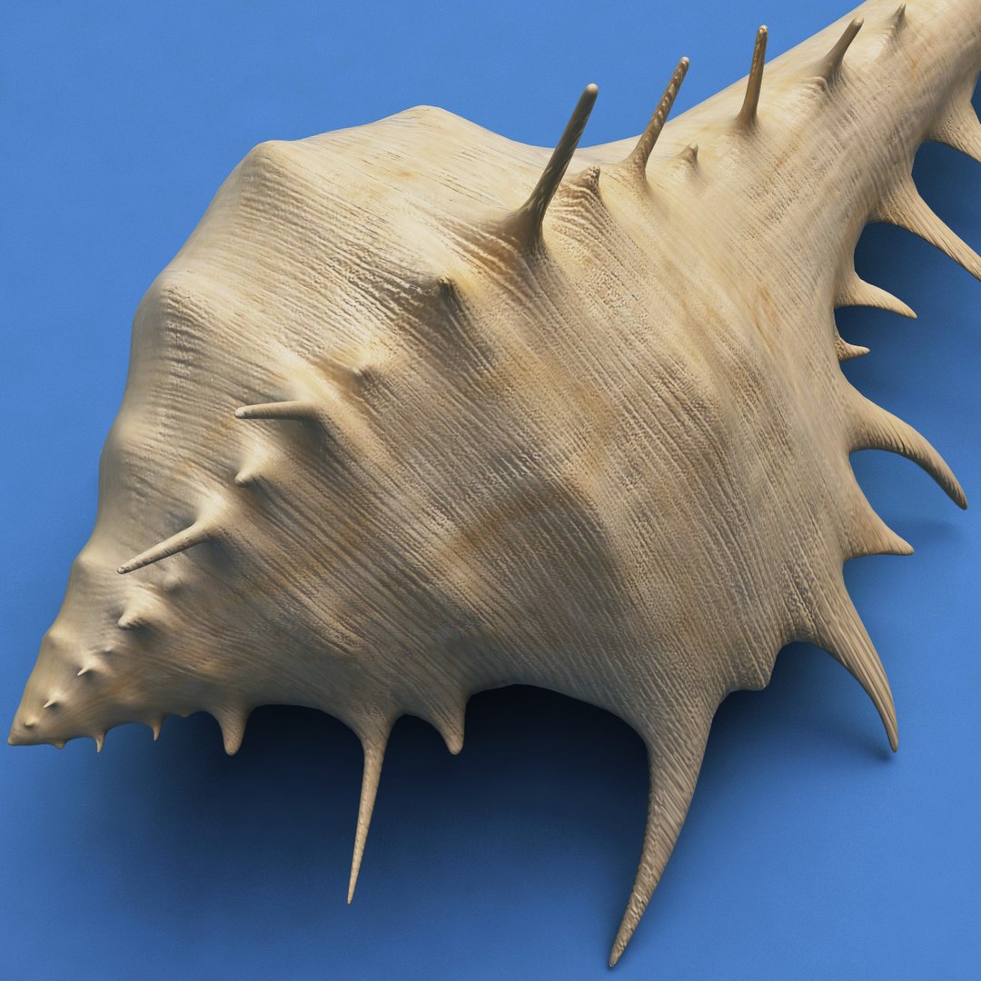 3d Murex Venus Comb Seashell
