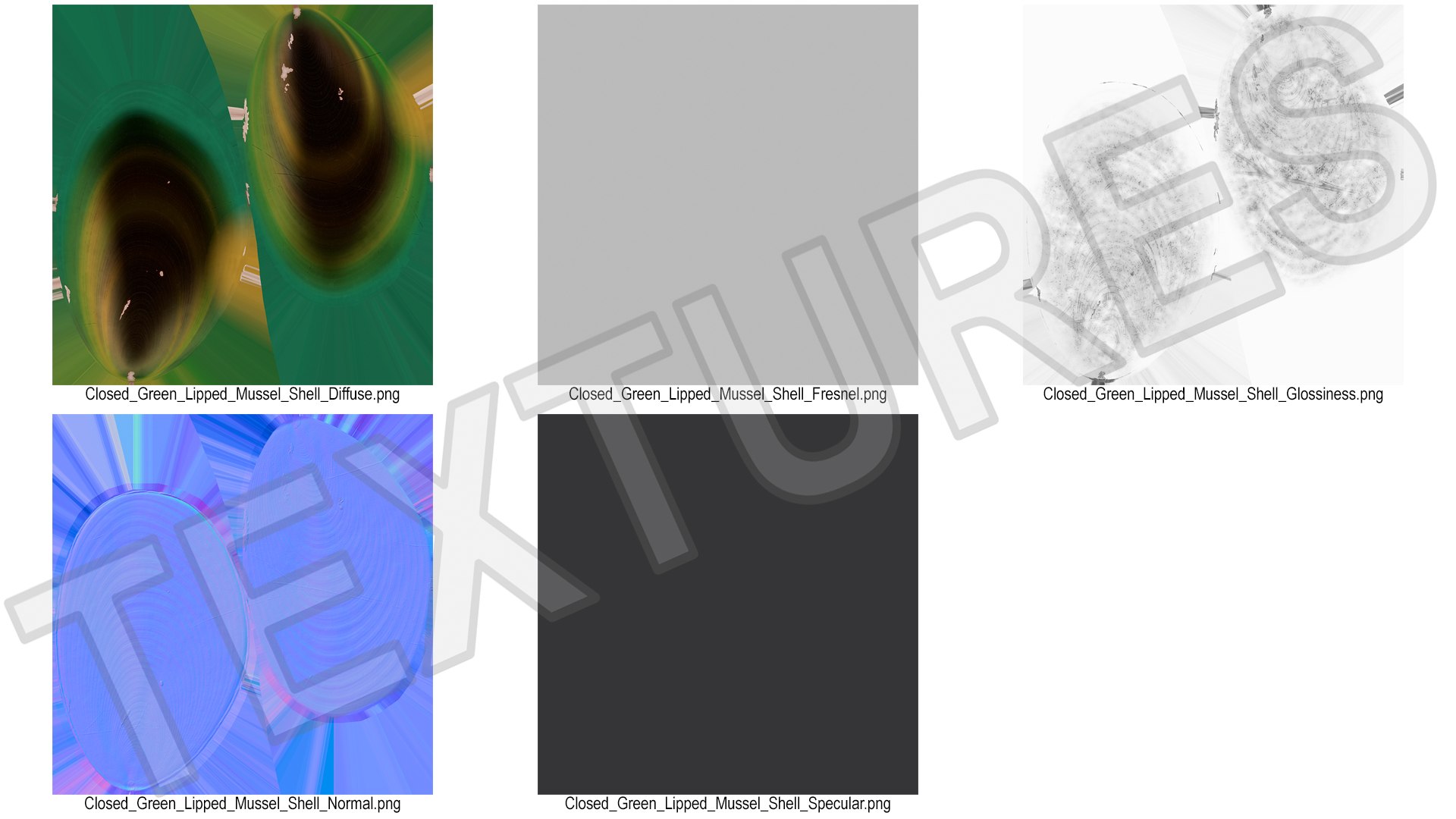 3D Closed Green Lipped Mussel Shell Model - TurboSquid 2228037