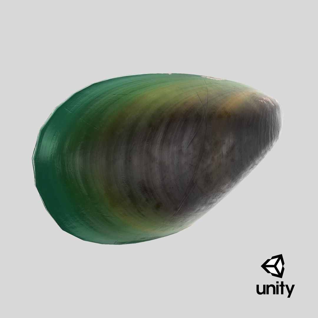 3D Closed Green Lipped Mussel Shell Model - TurboSquid 2228037