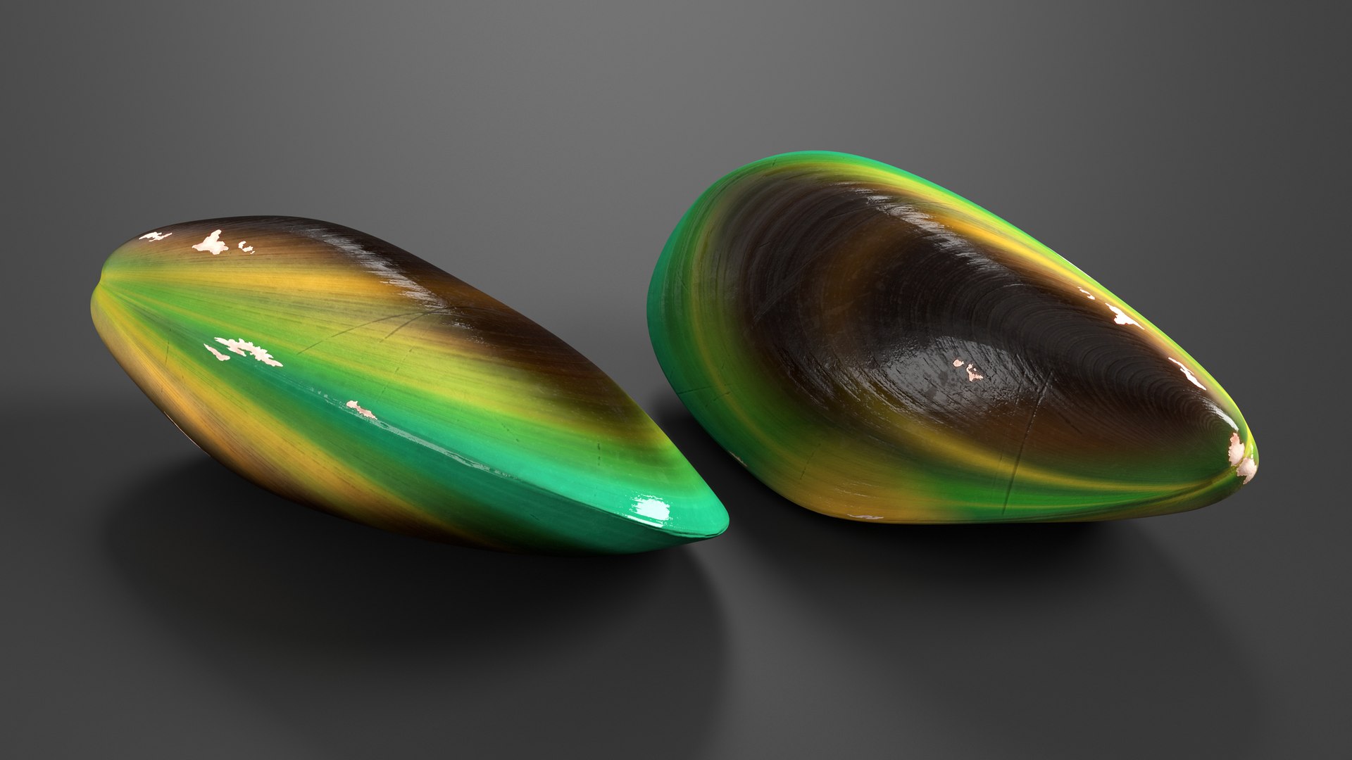 3D Closed Green Lipped Mussel Shell Model - TurboSquid 2228037