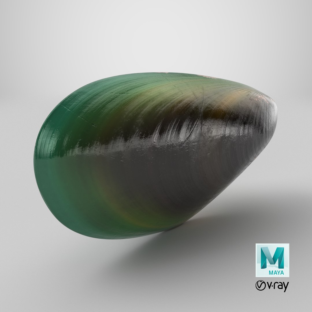 3D Closed Green Lipped Mussel Shell Model - TurboSquid 2228037