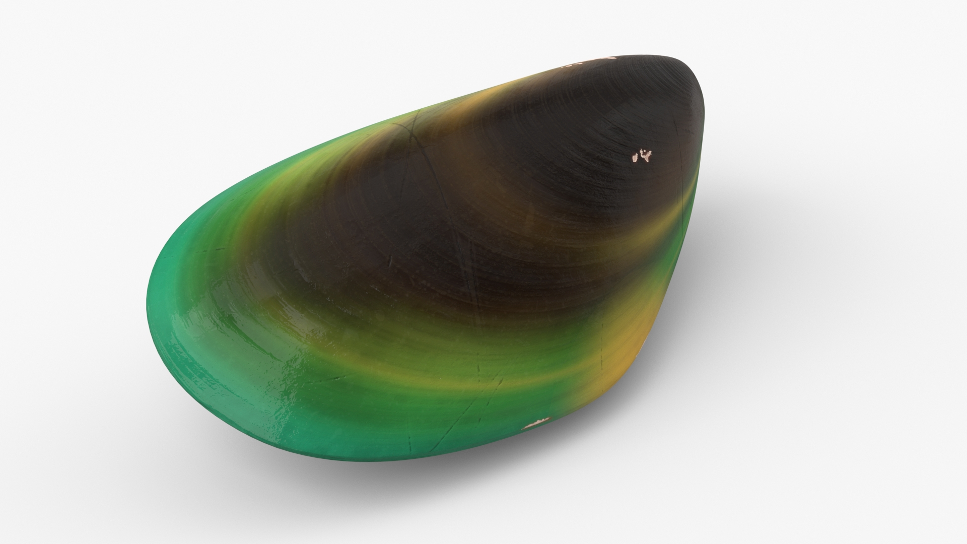 3D Closed Green Lipped Mussel Shell Model - TurboSquid 2228037