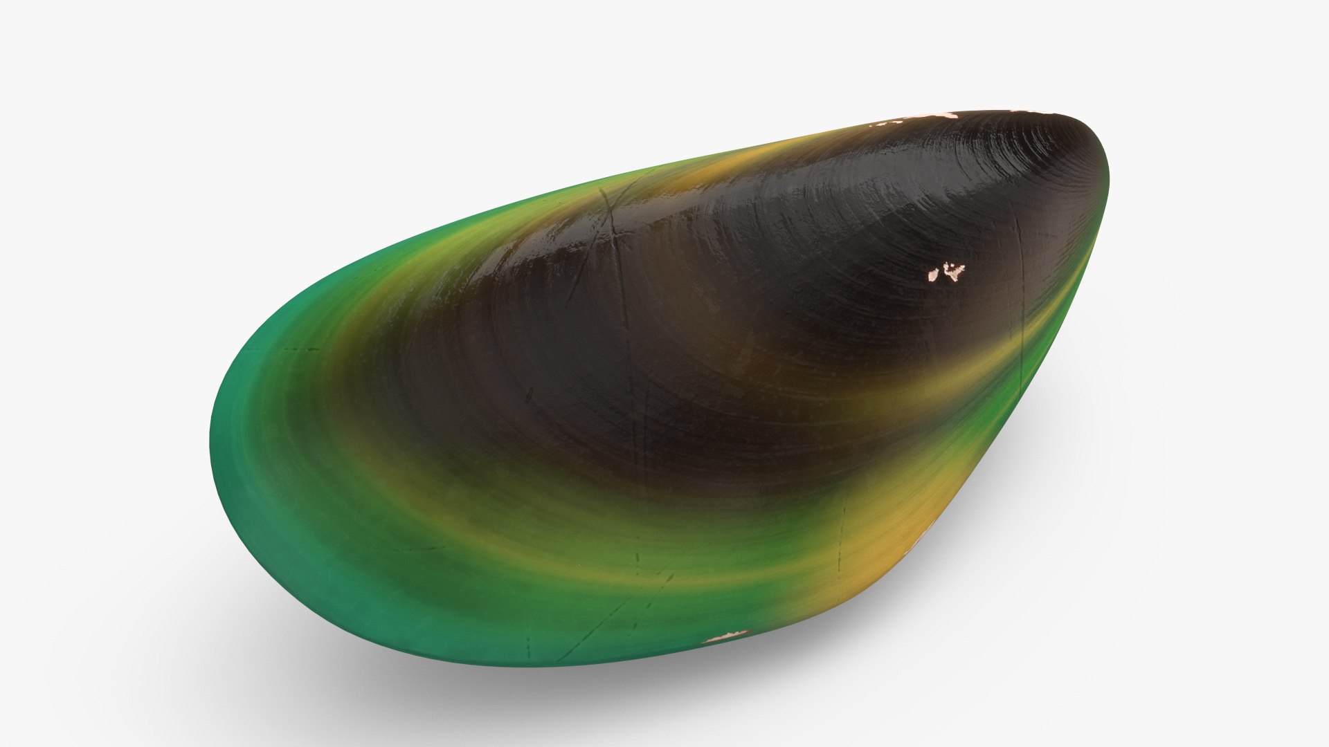 3D Closed Green Lipped Mussel Shell Model - TurboSquid 2228037
