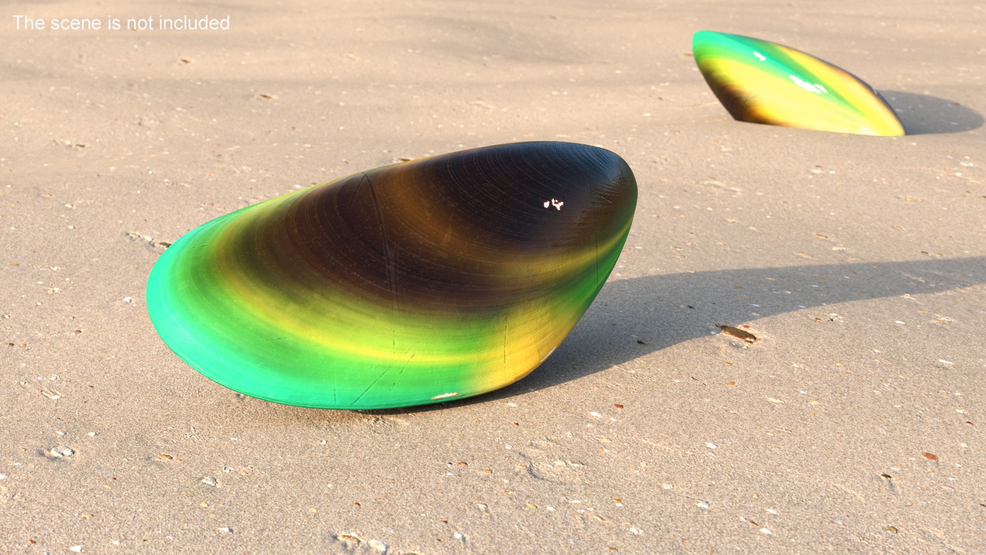 3D Closed Green Lipped Mussel Shell Model - TurboSquid 2228037