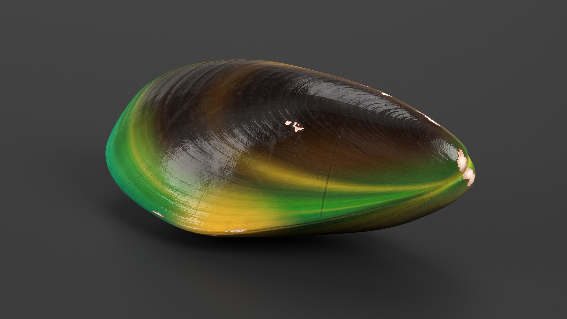 3D Closed Green Lipped Mussel Shell Model - TurboSquid 2228037