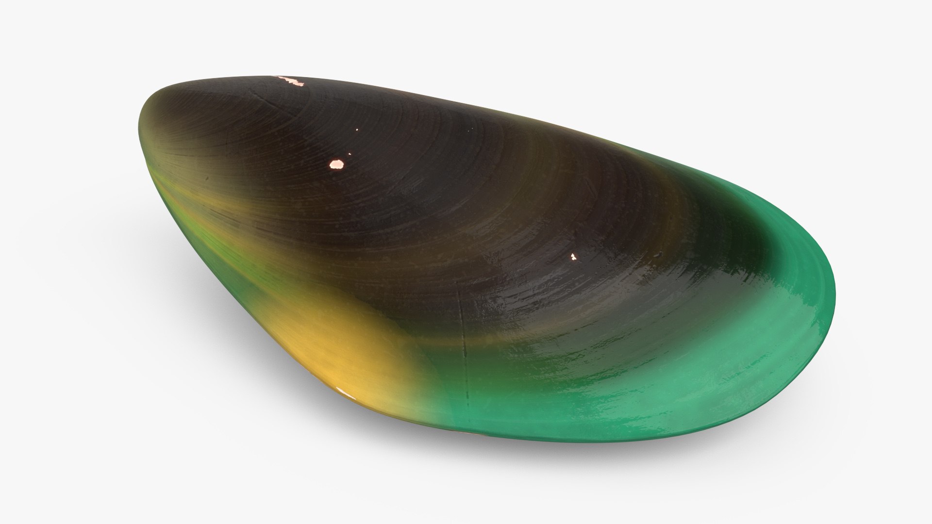3D Closed Green Lipped Mussel Shell Model - TurboSquid 2228037