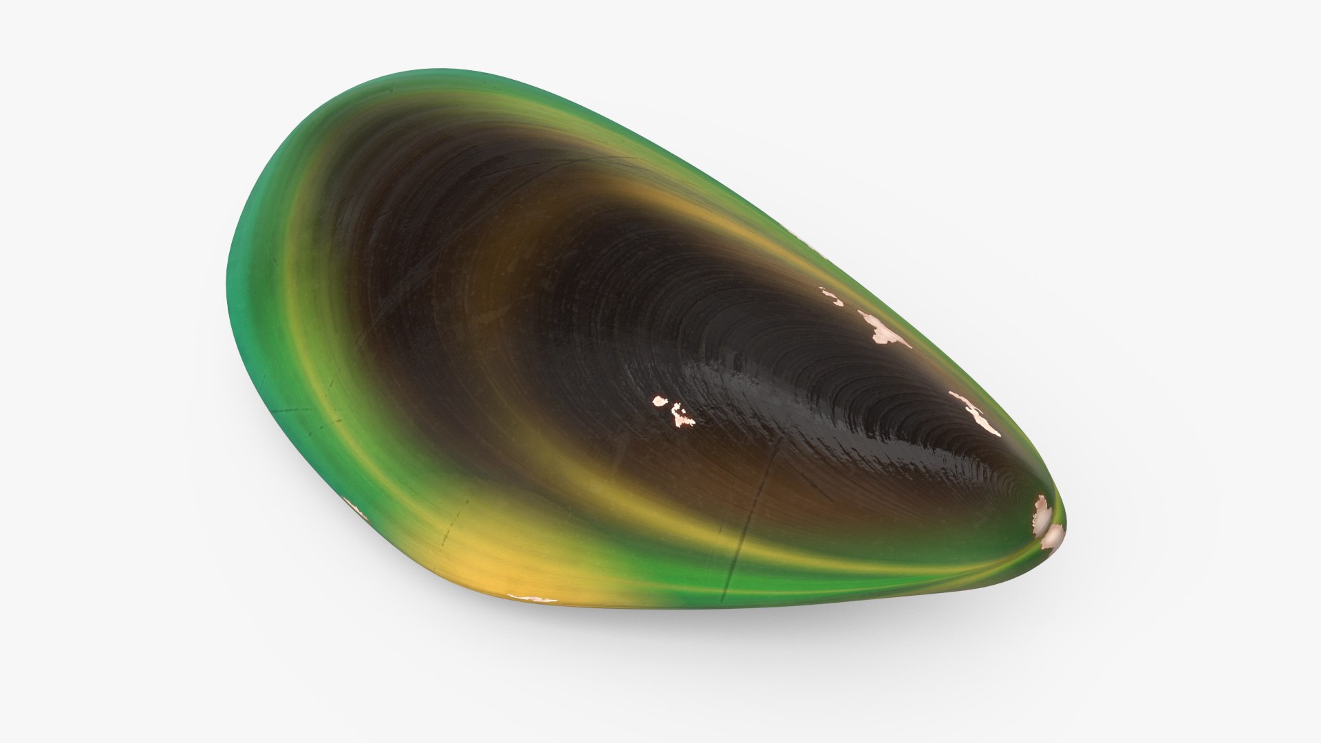 3D Closed Green Lipped Mussel Shell Model - TurboSquid 2228037
