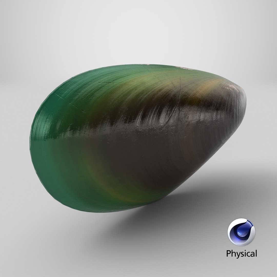 3D Closed Green Lipped Mussel Shell Model - TurboSquid 2228037