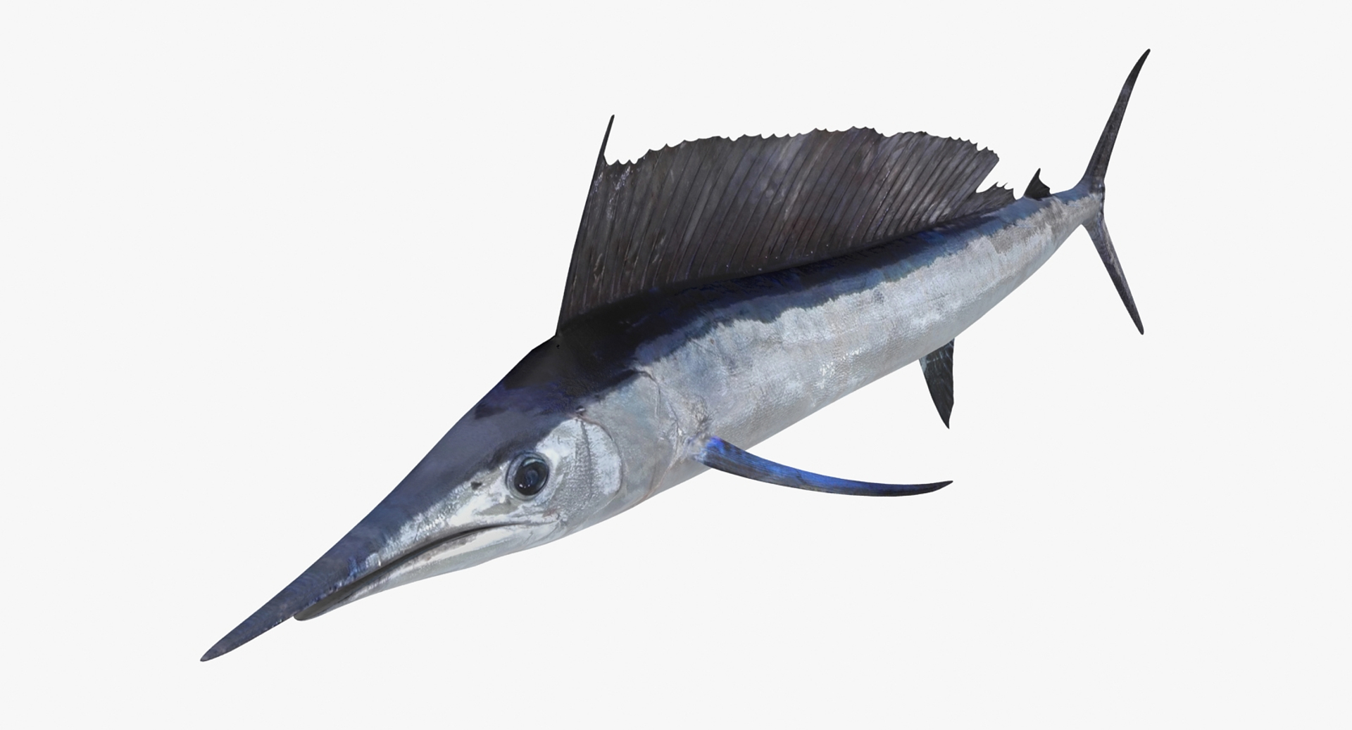 3d ma longbill spearfish
