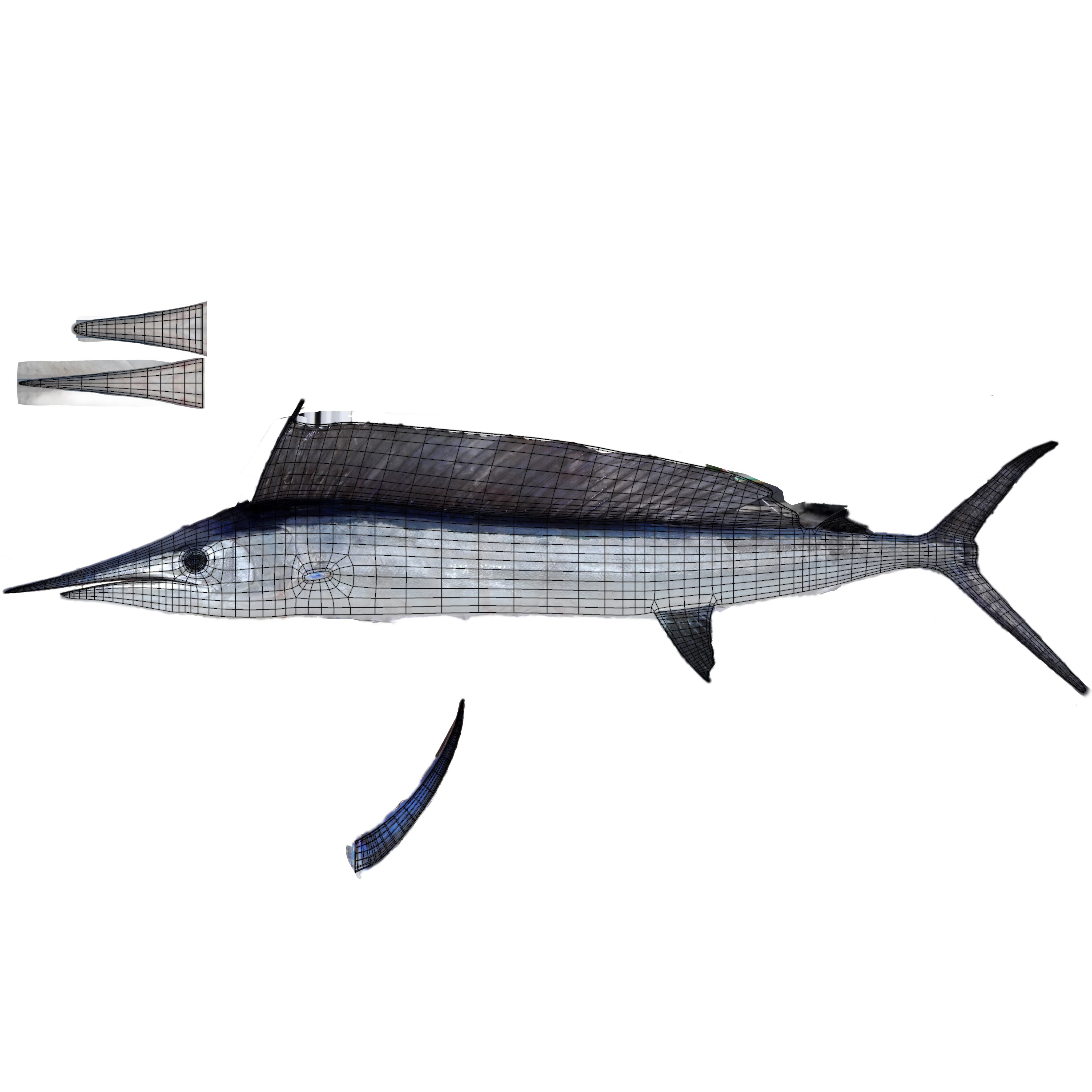 3d ma longbill spearfish