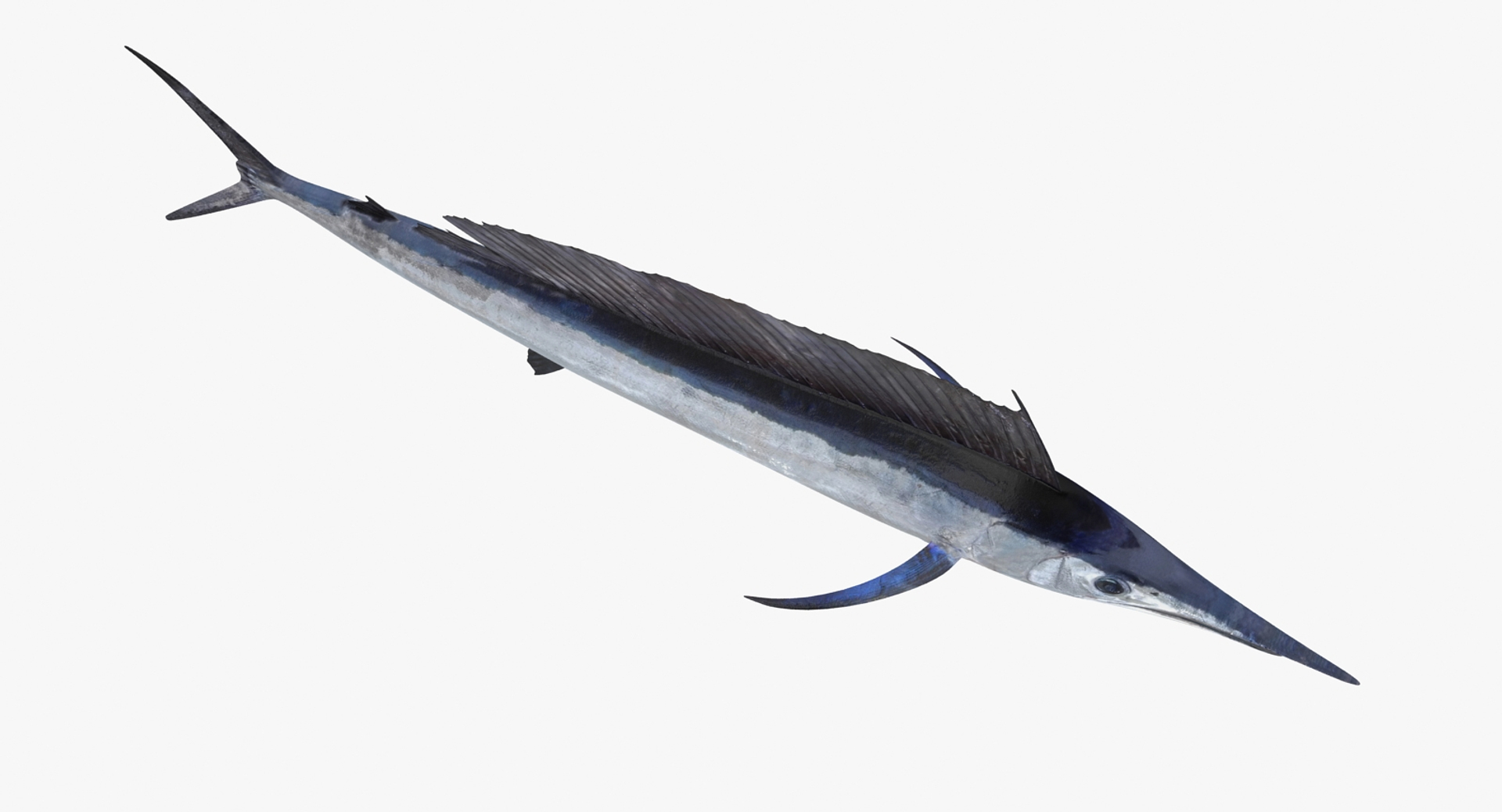 3d ma longbill spearfish