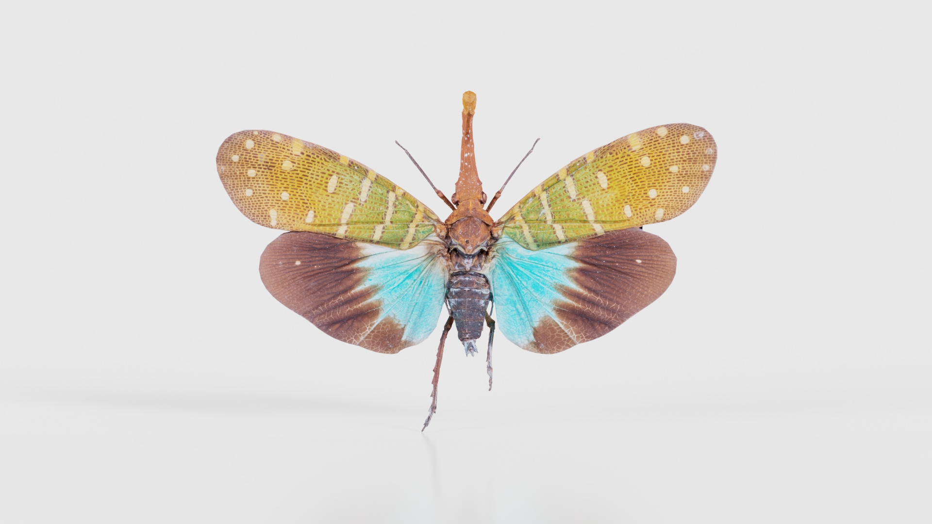 3D Model Pyrops Pyrorgyncha Borneo Remastered - TurboSquid 2359776