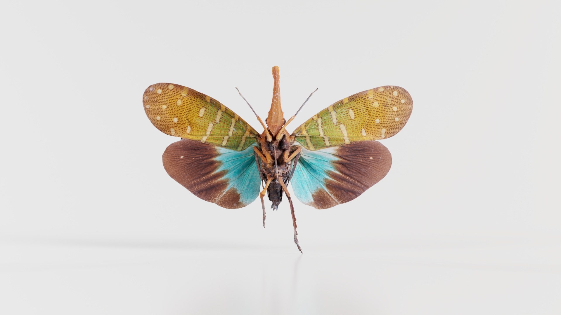 3D Model Pyrops Pyrorgyncha Borneo Remastered - TurboSquid 2359776