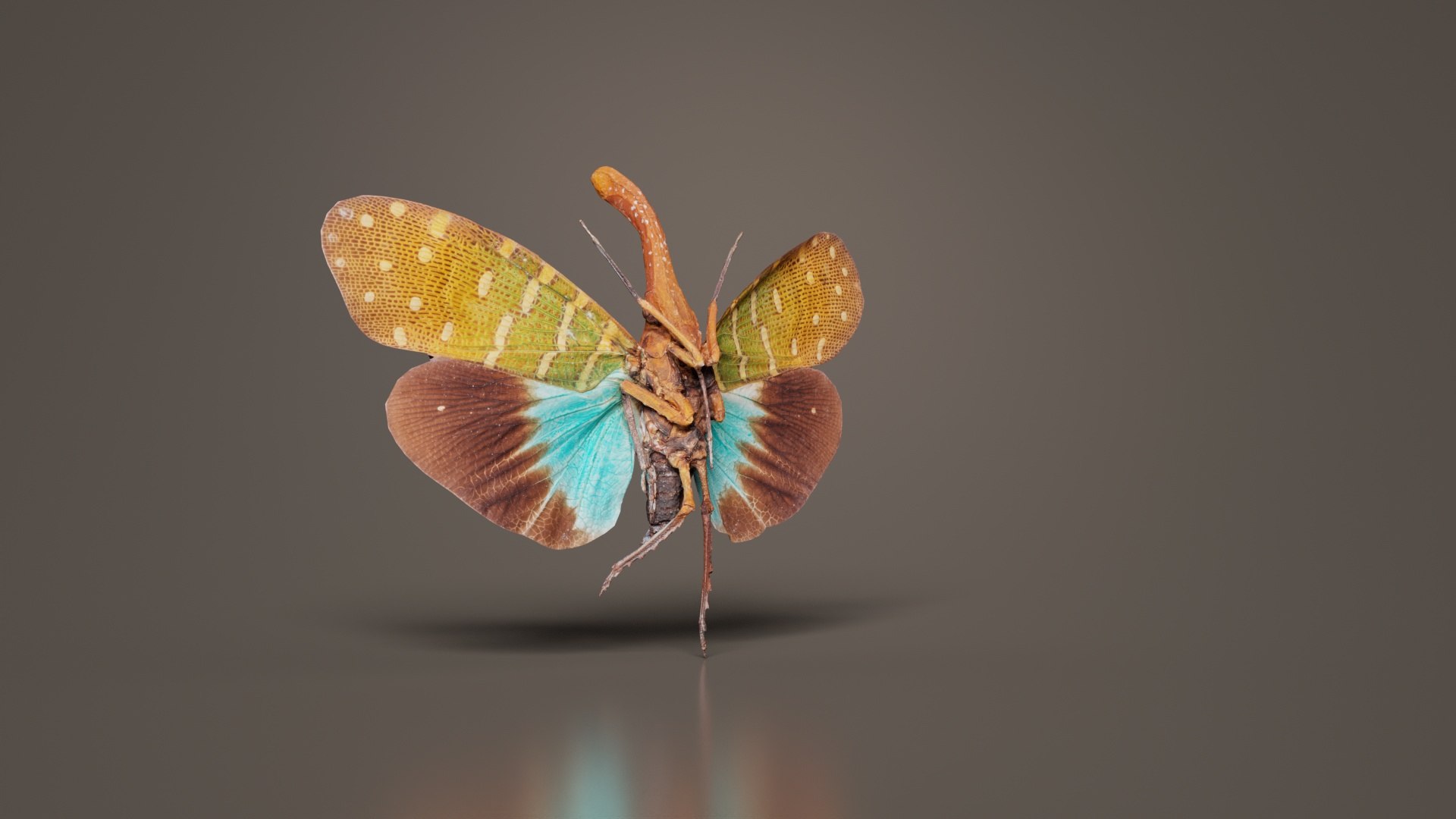 3D Model Pyrops Pyrorgyncha Borneo Remastered - TurboSquid 2359776