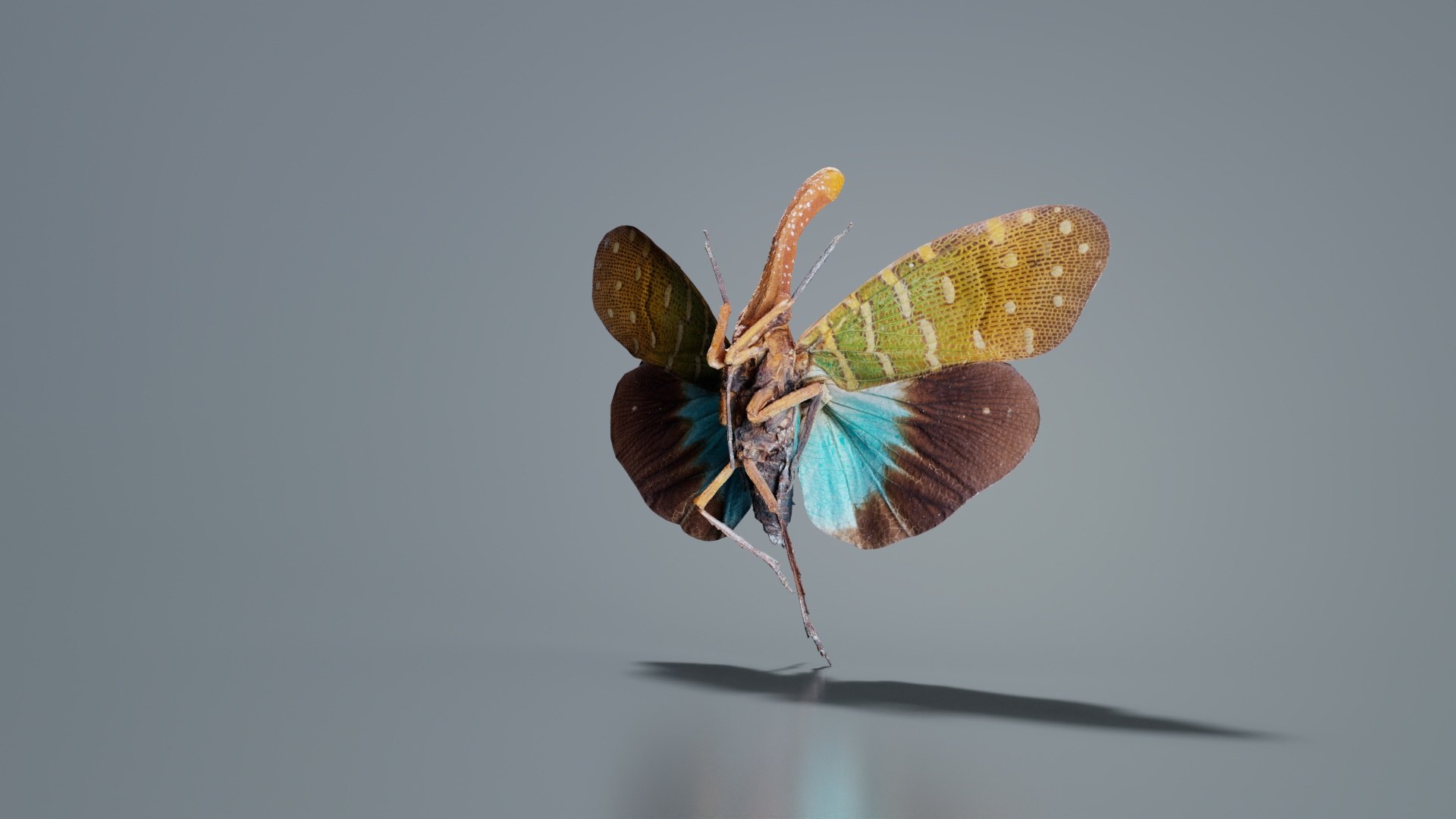 3D Model Pyrops Pyrorgyncha Borneo Remastered - TurboSquid 2359776