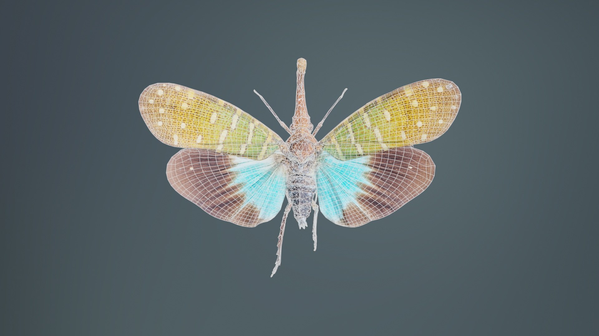 3D Model Pyrops Pyrorgyncha Borneo Remastered - TurboSquid 2359776