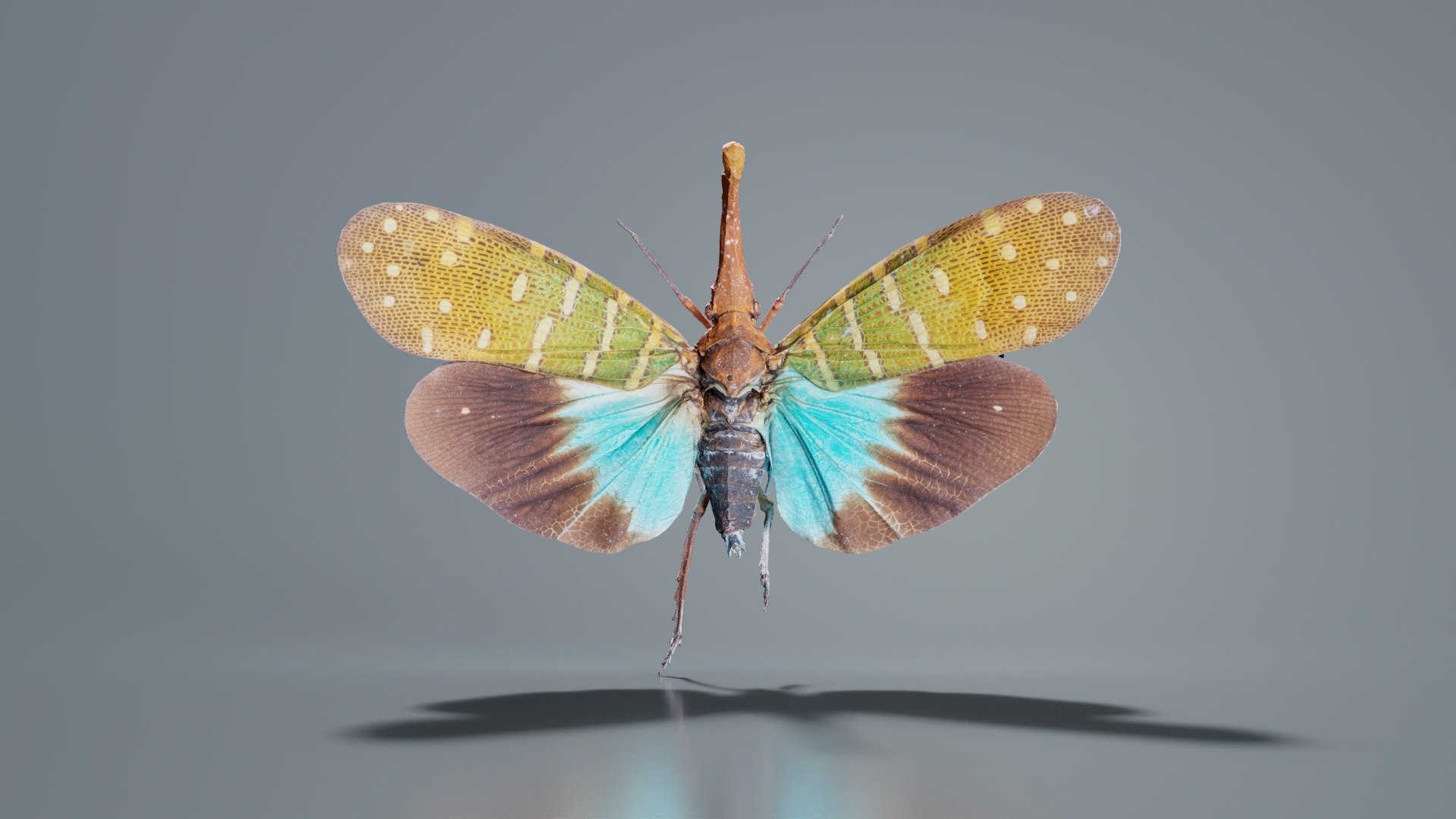 3D Model Pyrops Pyrorgyncha Borneo Remastered - TurboSquid 2359776