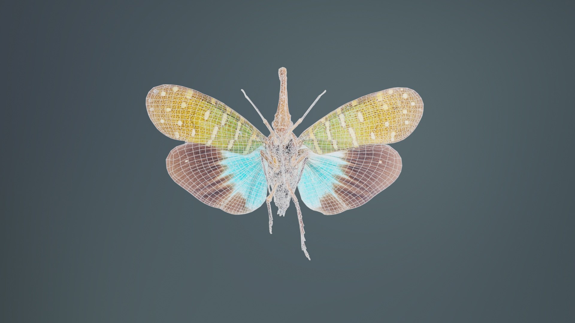 3D Model Pyrops Pyrorgyncha Borneo Remastered - TurboSquid 2359776