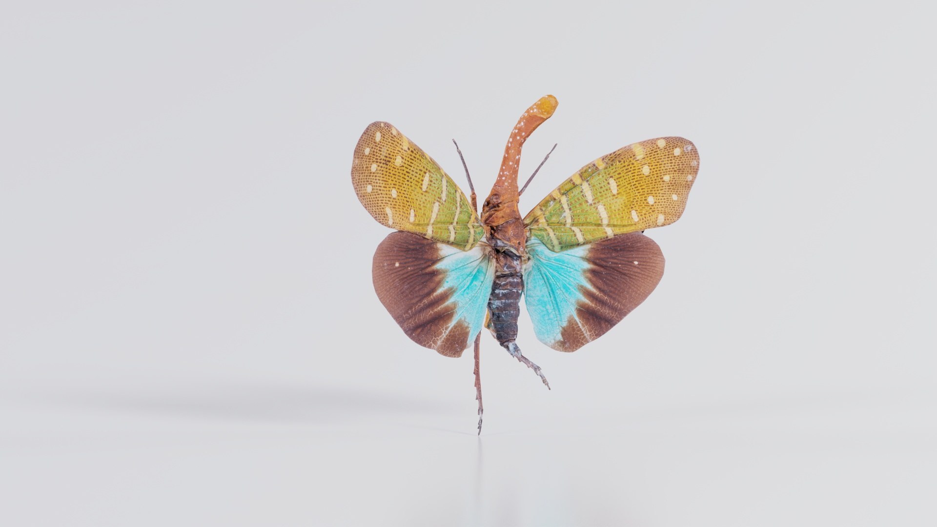 3D Model Pyrops Pyrorgyncha Borneo Remastered - TurboSquid 2359776