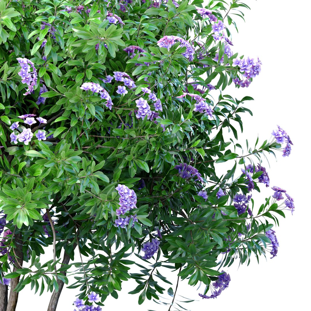 3D Decorative Indoor Violet Jacaranda Tree With Lilac Flowers ...
