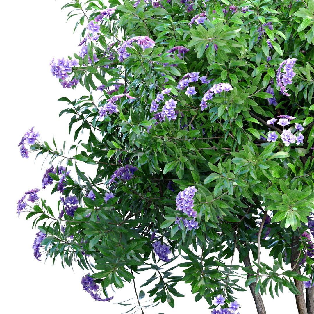 3D Decorative Indoor Violet Jacaranda Tree With Lilac Flowers ...