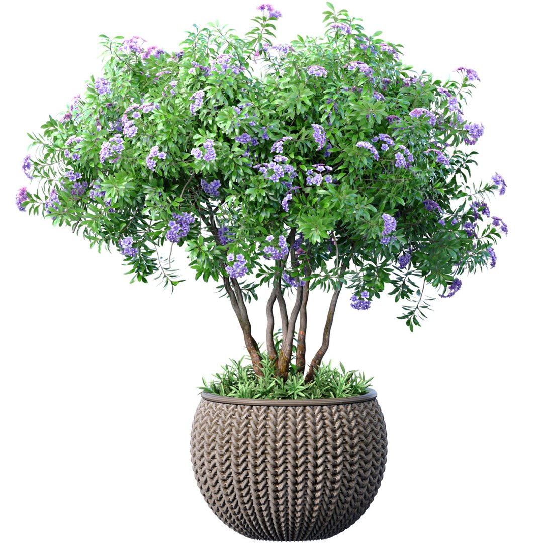 3D Decorative Indoor Violet Jacaranda Tree With Lilac Flowers ...